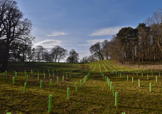 Trees On Farms To Help Support Healthy Diets - Forest & Wood Products ...