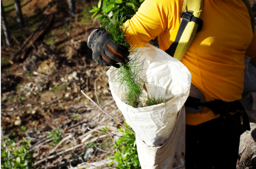 Autonomous Pruning: The Future Of Forest Management - Forest & Wood ...
