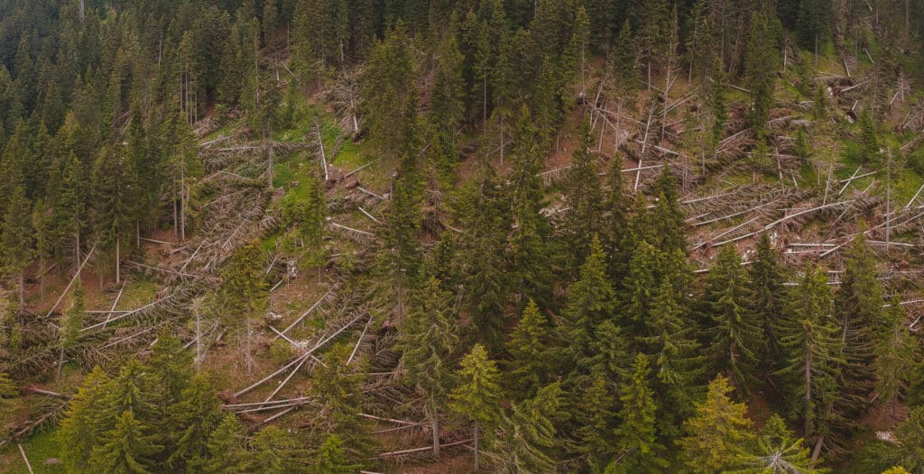Weathering The Storm: Foresters Hit By Storms Could Save Millions ...