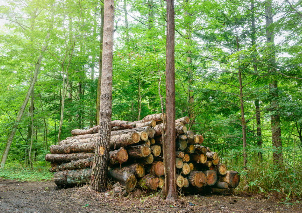 A New Approach To Optimising Forestry Research Investment, And ...