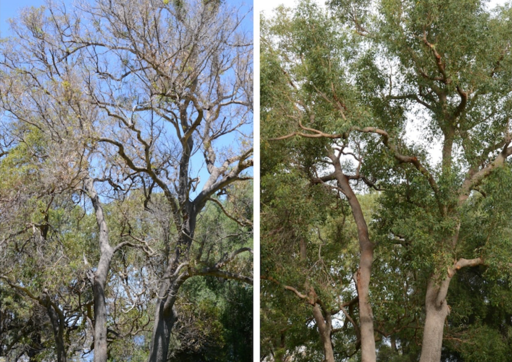 Decades-old Mystery Surrounding Decline Of Ancient WA Trees Finally ...