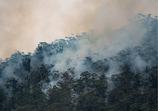 Ground-breaking Research To Manage Future Bushfire Risk - Forest & Wood ...
