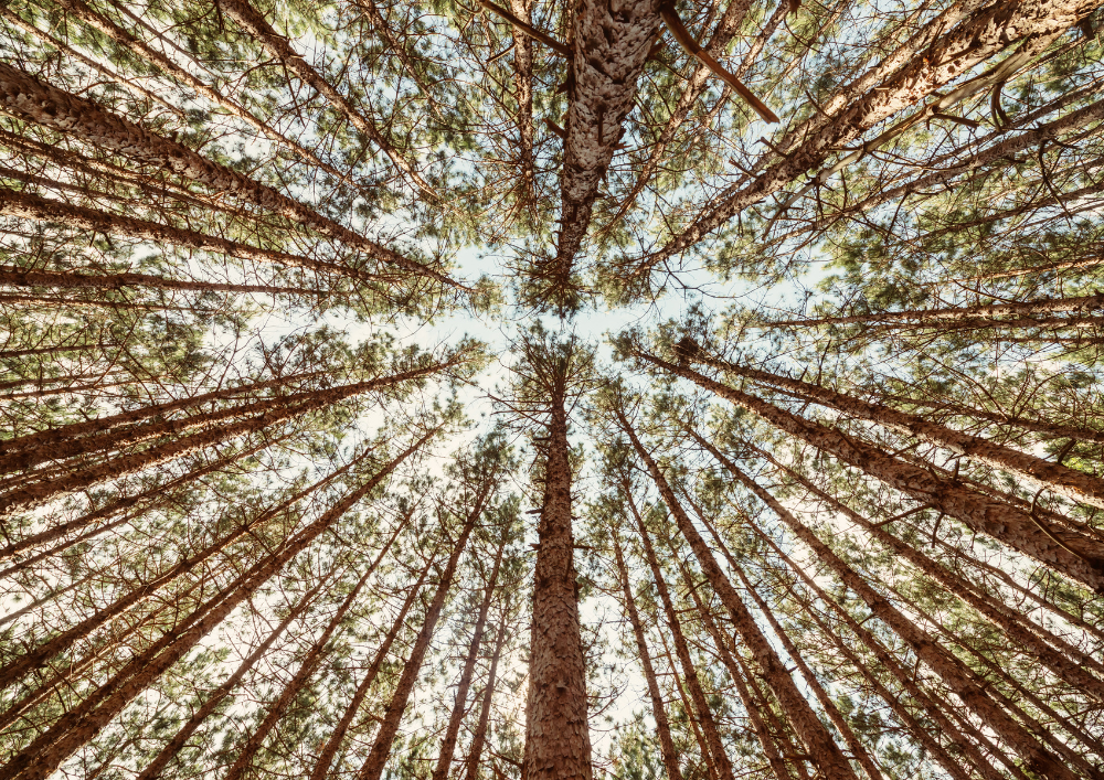 How To Get More From Pine? Create The World’s Largest Pine Study ...