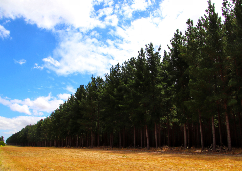 Location, Location, Location And Forest Management Practices: A New Way ...
