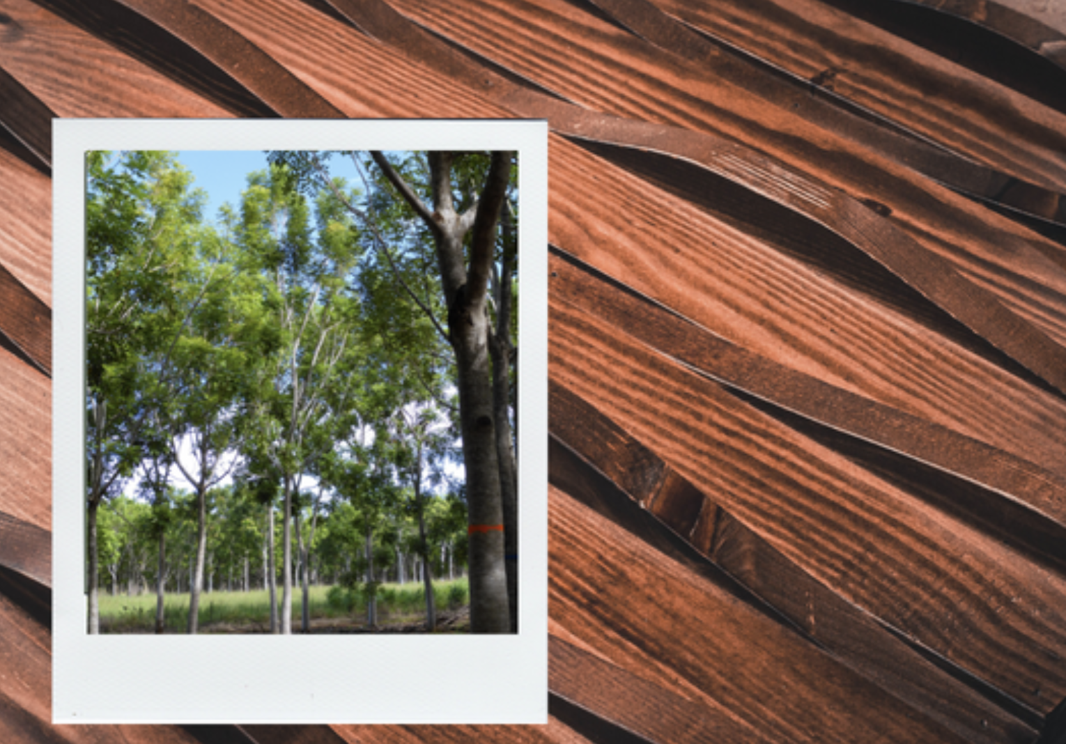Maximising The Potential Of Australia’s Hardwood Plantations - Forest ...