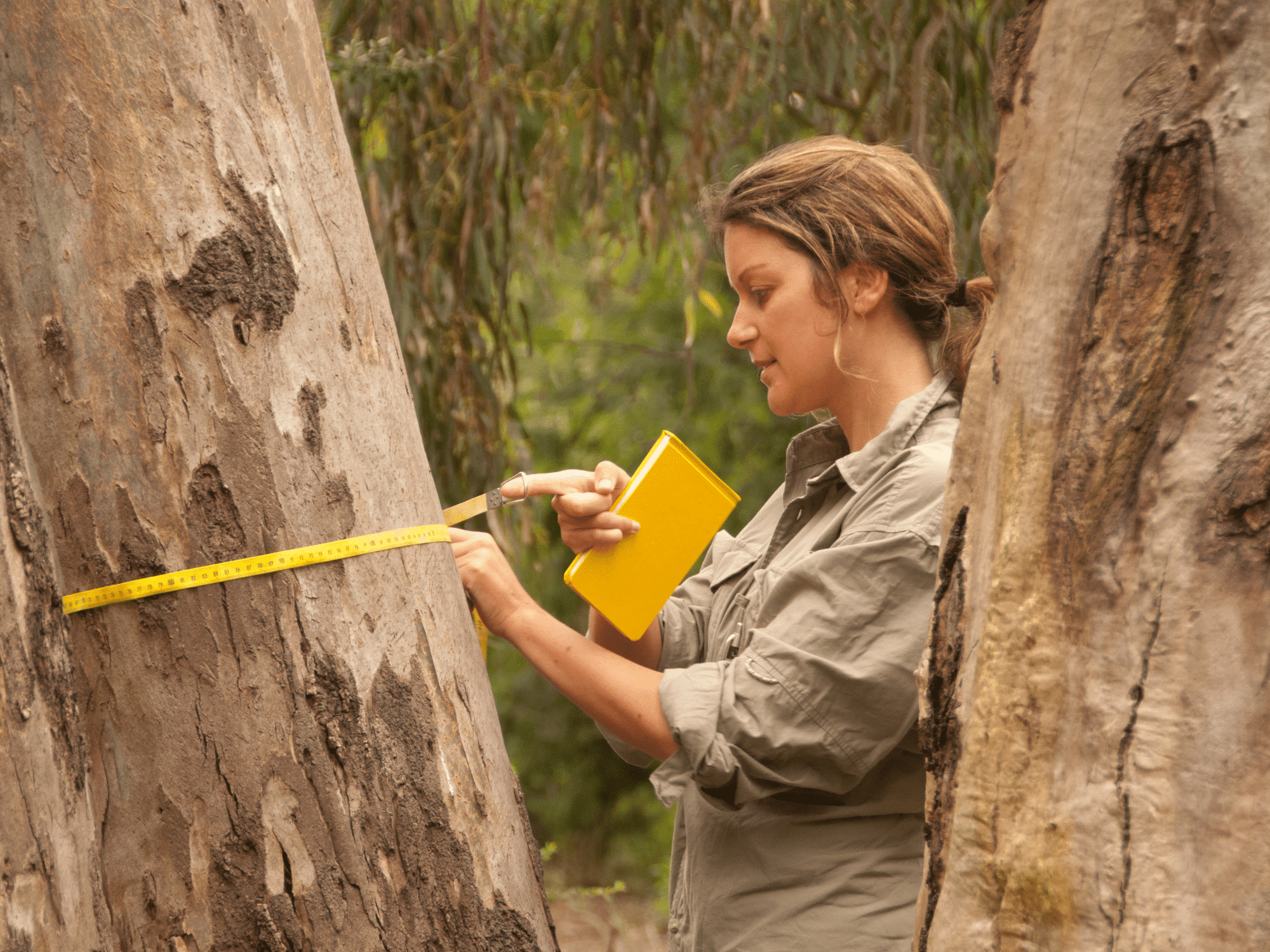 Forest & Wood Products Australia (FWPA)