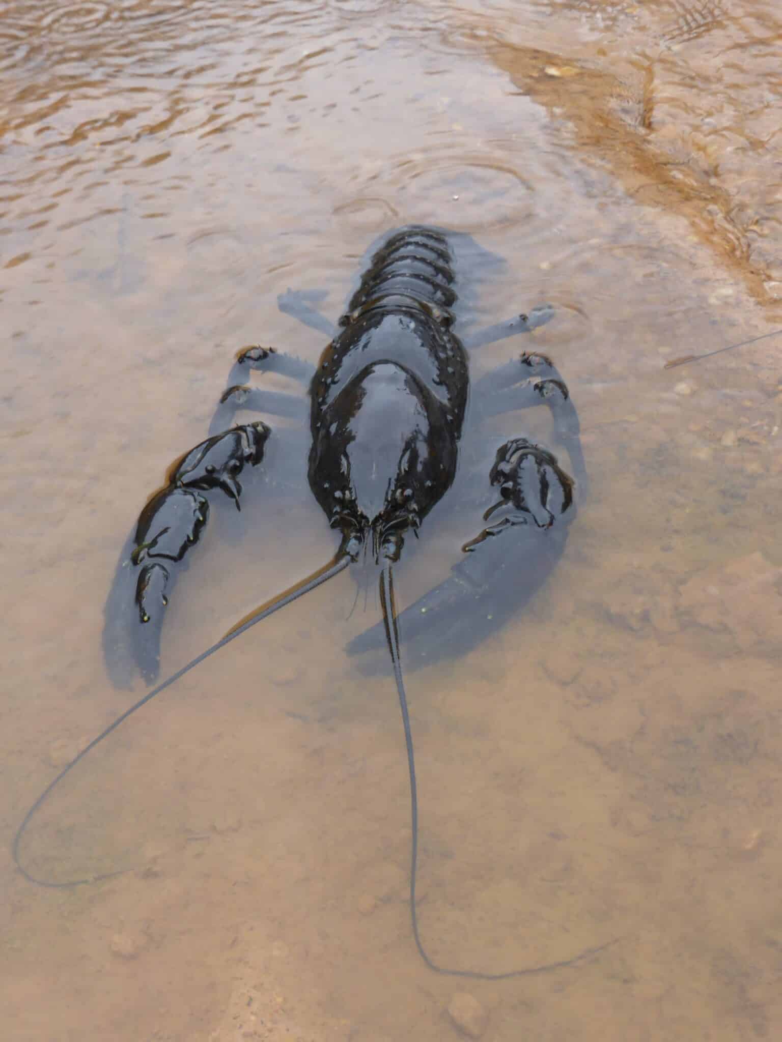 Developing A Method To Survey For Giant Freshwater Crayfish Using E-DNA ...